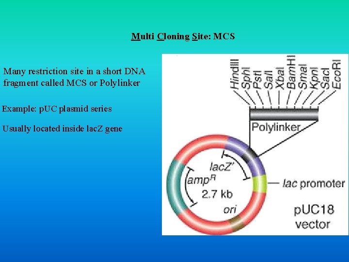 What are plasmids Circular DNA molecules dividing independent