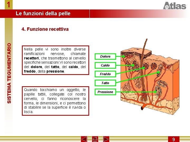 1 SISTEMA TEGUMENTARIO La pelle e i suoi