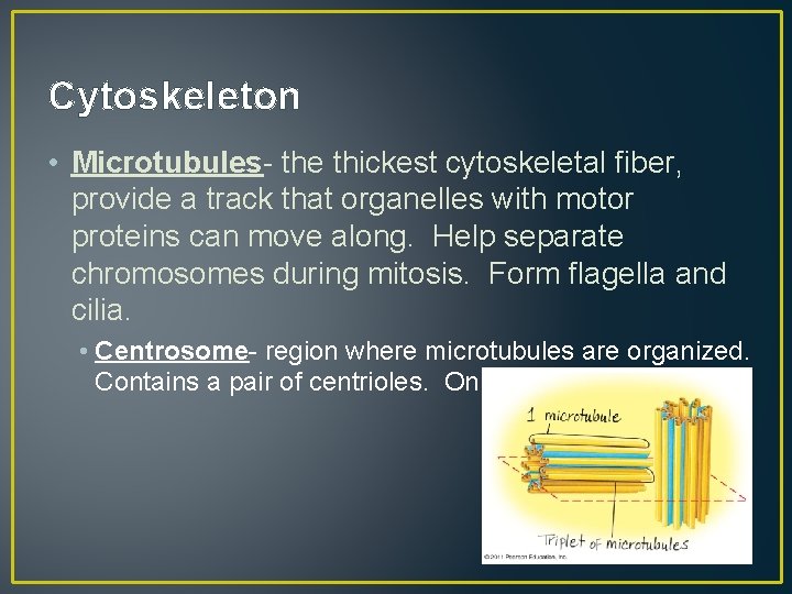 Cell Structure and Function Chapter 7 Biology Cell