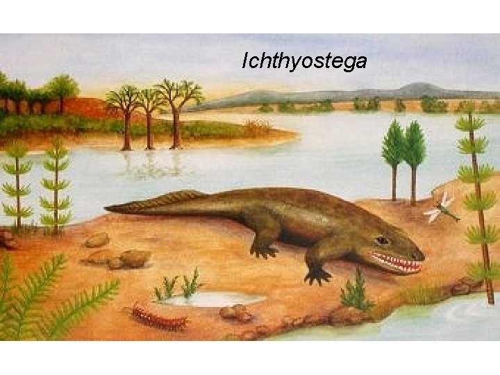 Osteichthyes Acanthodians Actinistia Coelacanth Actinopterygii ...