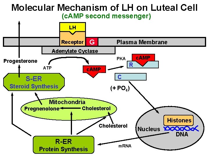 Animal Science 434 Lecture 11 The Luteal Phase
