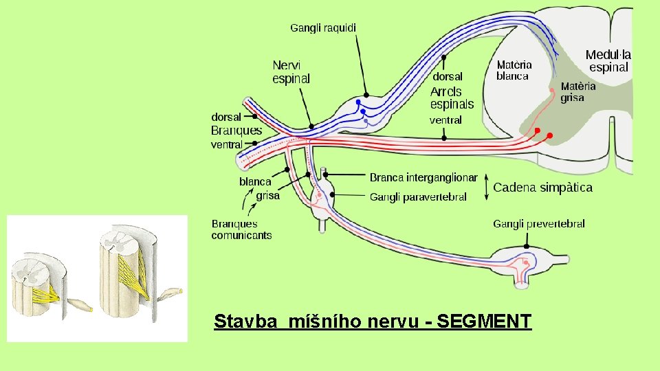 TOPOGRAFICK ANATOMIE KONETIN ZAD STAVBA MNHO NERVU Doc
