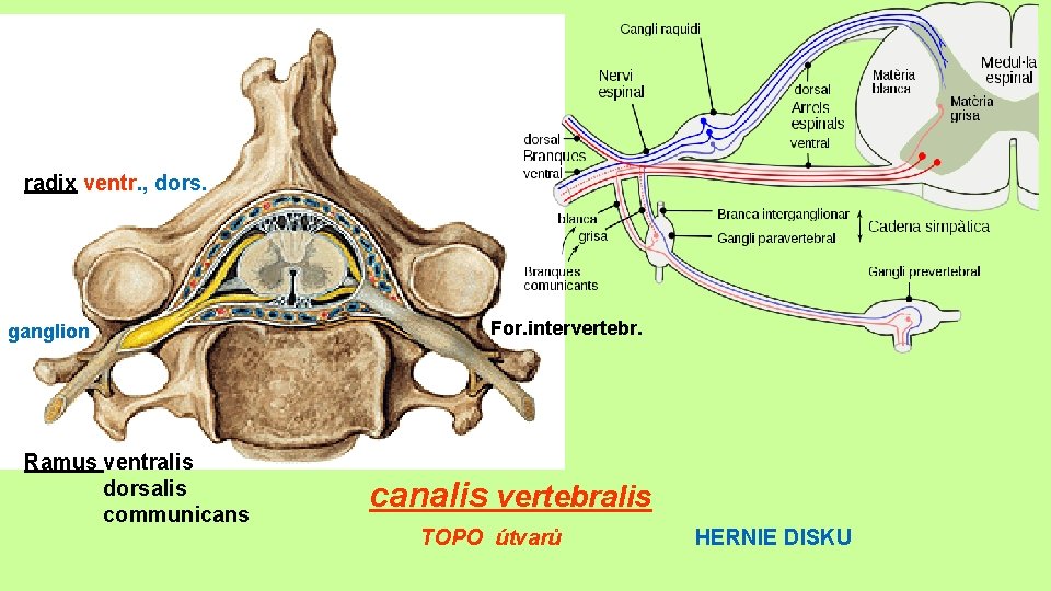 TOPOGRAFICK ANATOMIE KONETIN ZAD STAVBA MNHO NERVU Doc