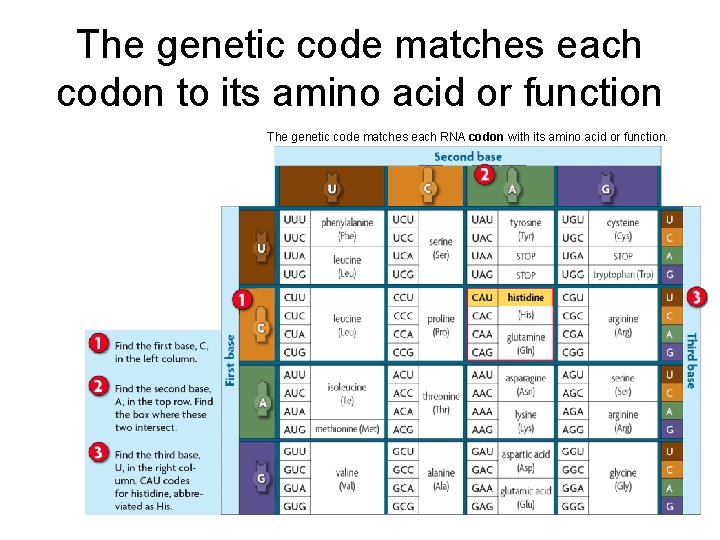 Translation Interpreting genetic message Builds a protein Begins