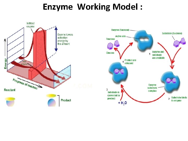 ENZYMOLOGY Unit 1 B Sc Biochemistry semIII paper