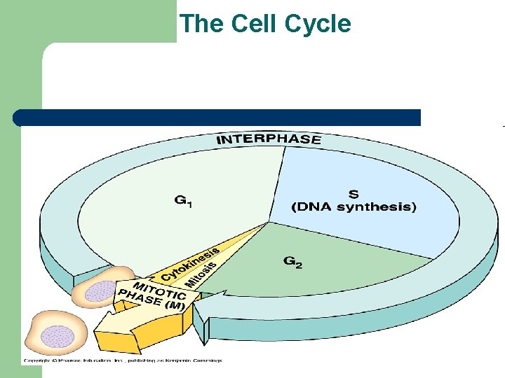 Mitosis and The Cell Cycle reproducing cell after