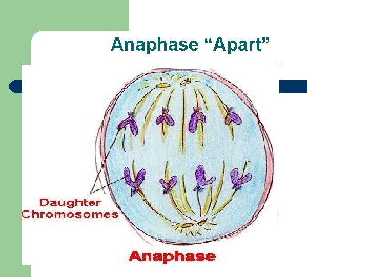 Mitosis and The Cell Cycle reproducing cell after