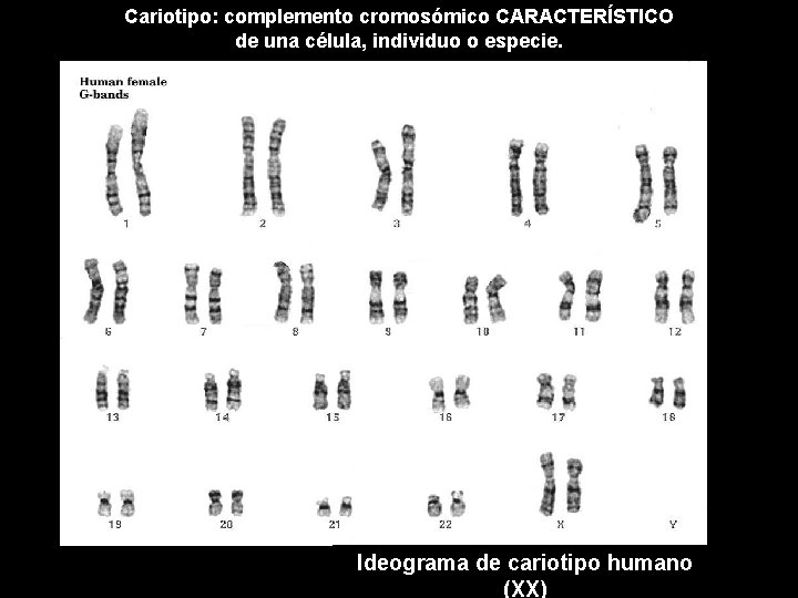 5 Les bases de la gentica 1 Darwin
