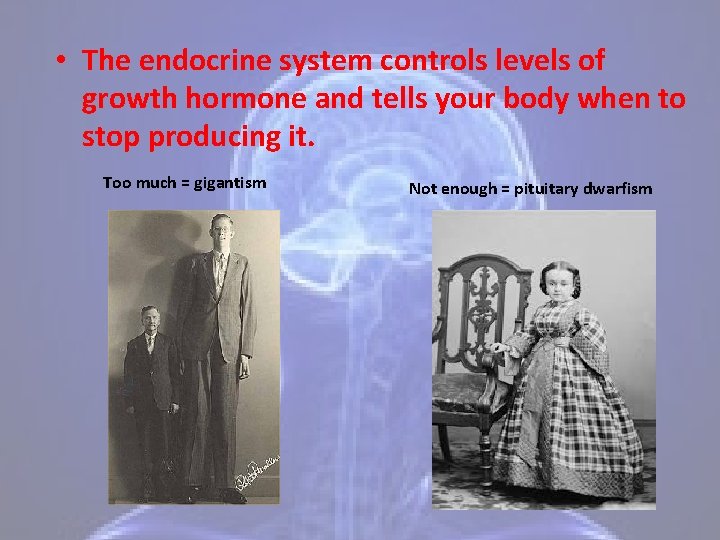 The Endocrine System functions Controls body functions and