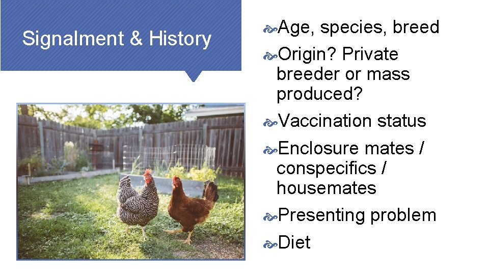 Pet Chickens What Veterinary Technicians Need to Know