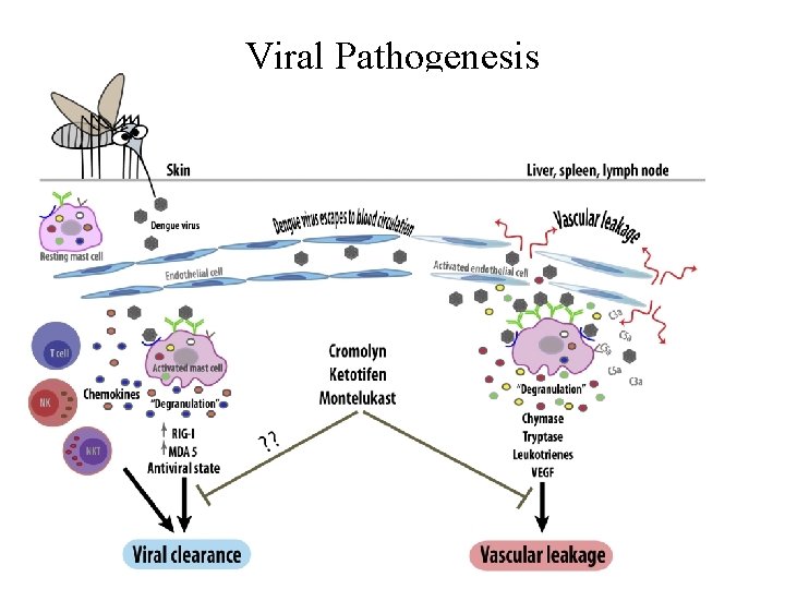 Dr Sadia Anjum Lecture 7 8 Dengue Viruses