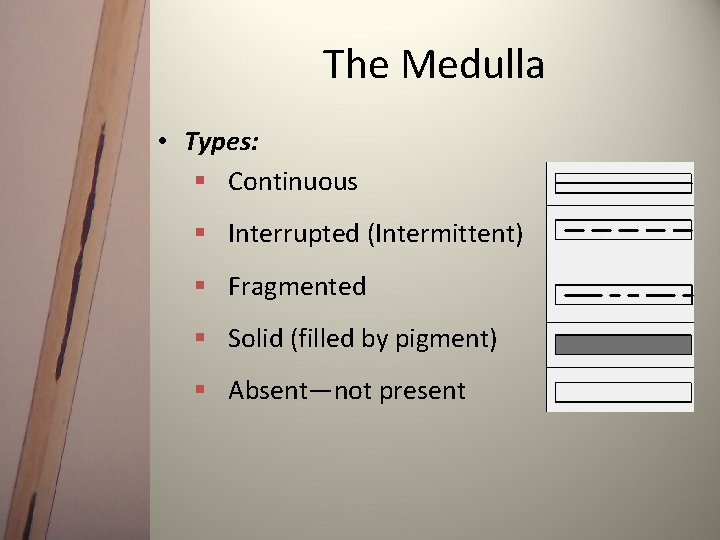 Hair Forensics 352 ODette Famous Case Napoleon Bonaparte