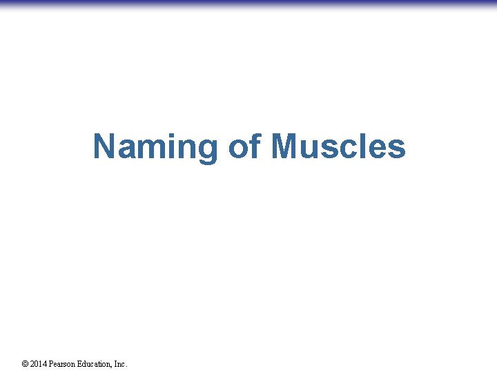 11 Muscles of the Body Power Point Lecture