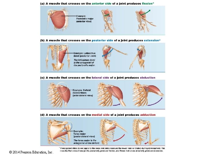 11 Muscles of the Body Power Point Lecture
