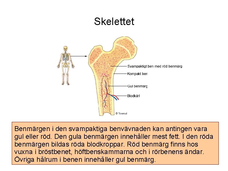 Skelettet Vrt skelett r uppbyggt av ungefr 200