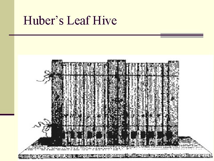 Observation Hives A window on the bees Copyright
