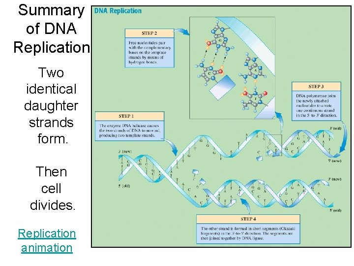 A 4 nucleotidelong segment of DNA arbitrary choice