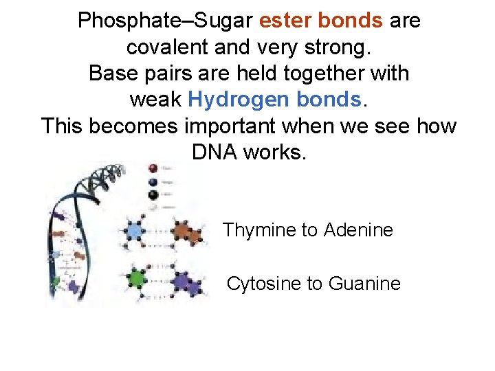 A 4 nucleotidelong segment of DNA arbitrary choice
