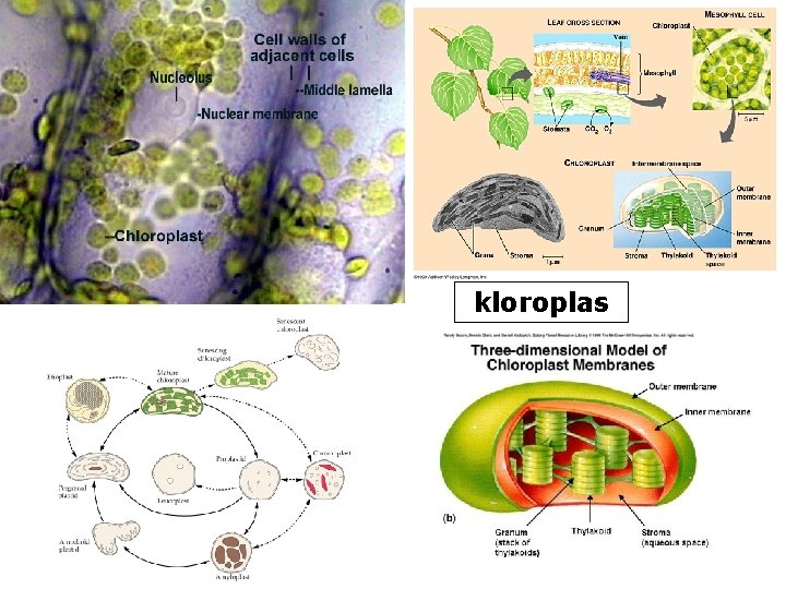 6 Ribosom Diameter 20 25 nm Terdapat pada