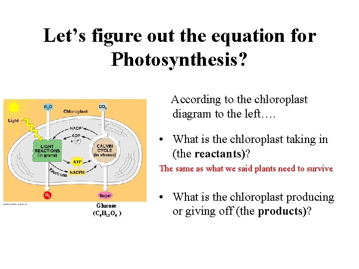 Cell Energy Photosynthesis vs Cell Respiration 1 Minute