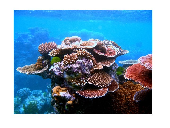 Coral Reefs Albina Subba Department of Zoology St