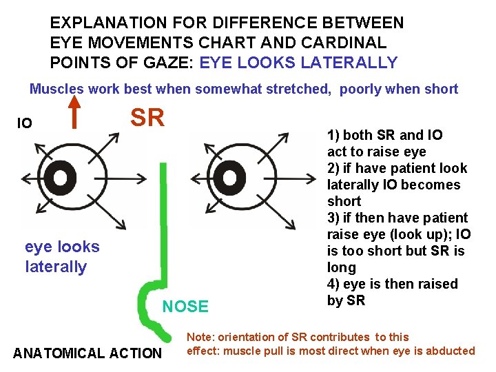DIFFERENCES BETWEEN ANATOMICAL DESCRIPTIONS OF ACTIONS OF EXTRAOCULAR
