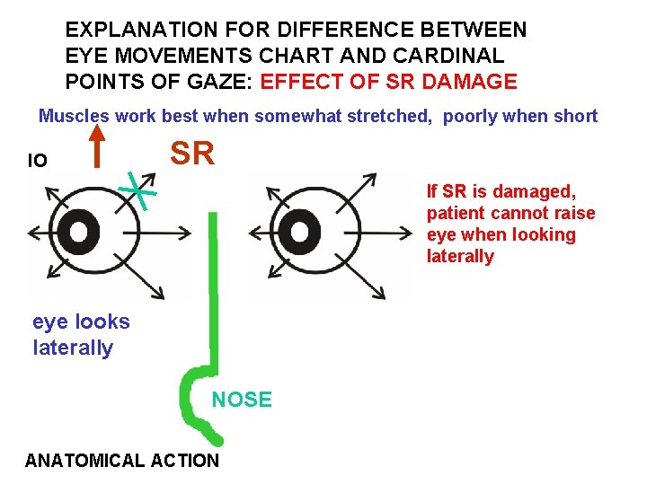 DIFFERENCES BETWEEN ANATOMICAL DESCRIPTIONS OF ACTIONS OF EXTRAOCULAR