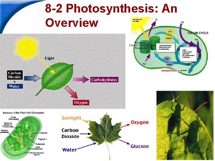 8 2 Photosynthesis An Overview Slide 1 of