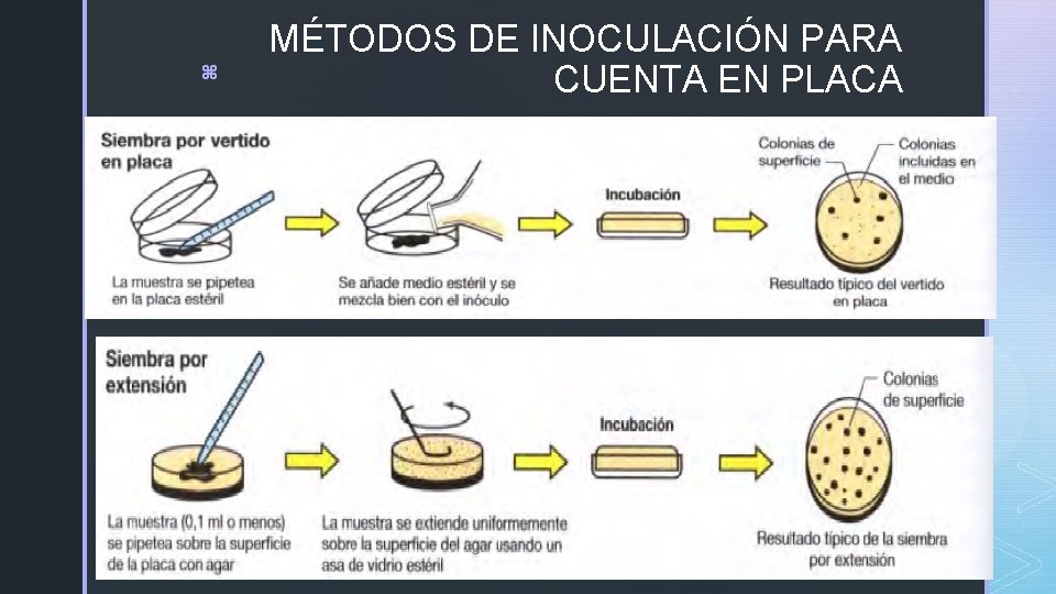 TCNICAS DE CUANTIFICACIN DE MICROORGANISMOS z VIABLES Microbiologa