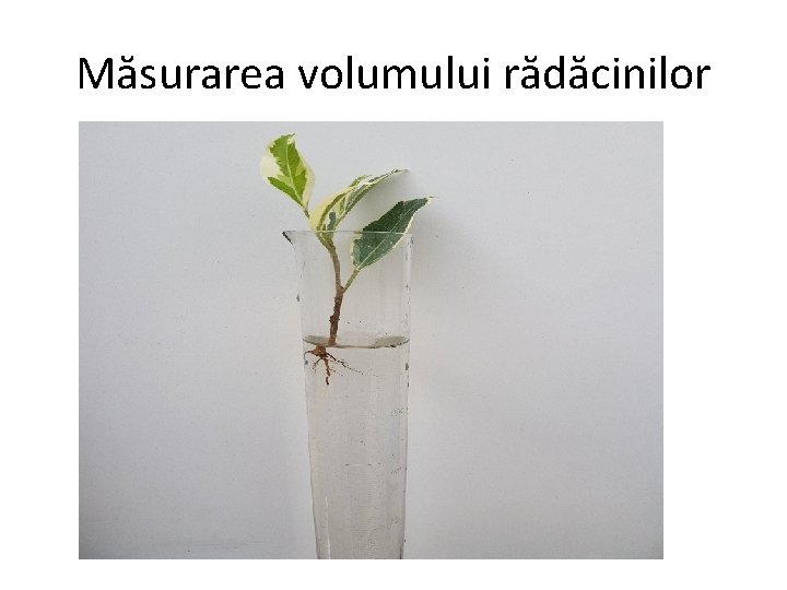 Cercetari privind butasirea si cultura plantelor de Ficus