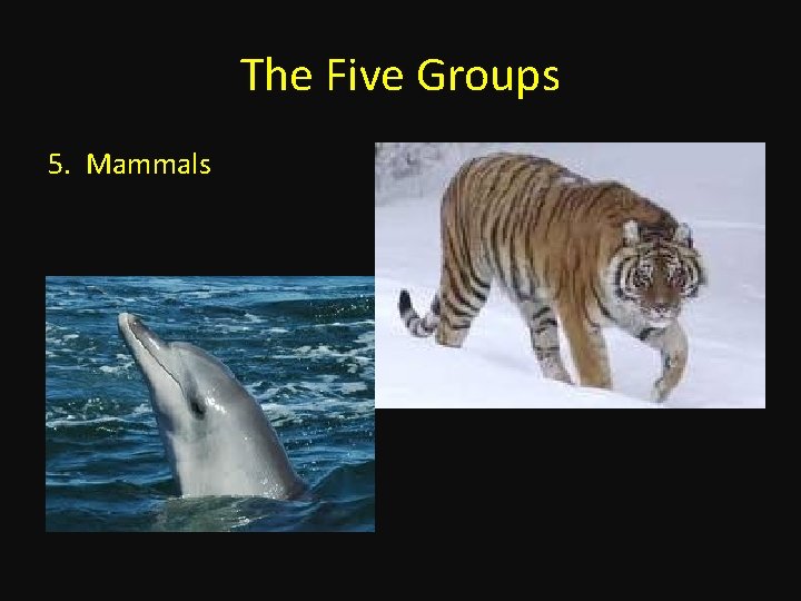 Vertebrates Introduction A Classification all belong to Phylum