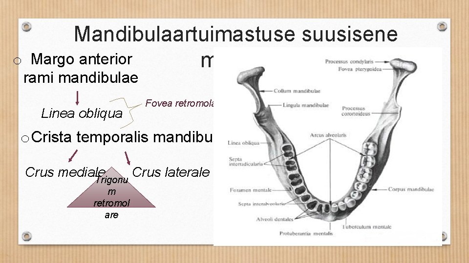 Mandibulaartuimas tus Aleksandra Fazlutdinova STOM III kursus II