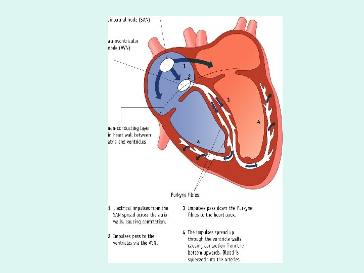 How does the heart beat The heart beat