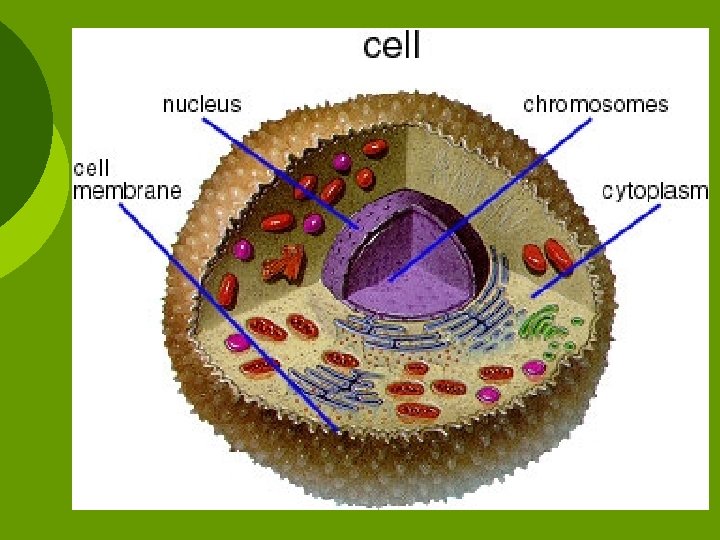 CELLS CELLULAR COMPONENTS PROCESES MODERN CELL THEORY 1