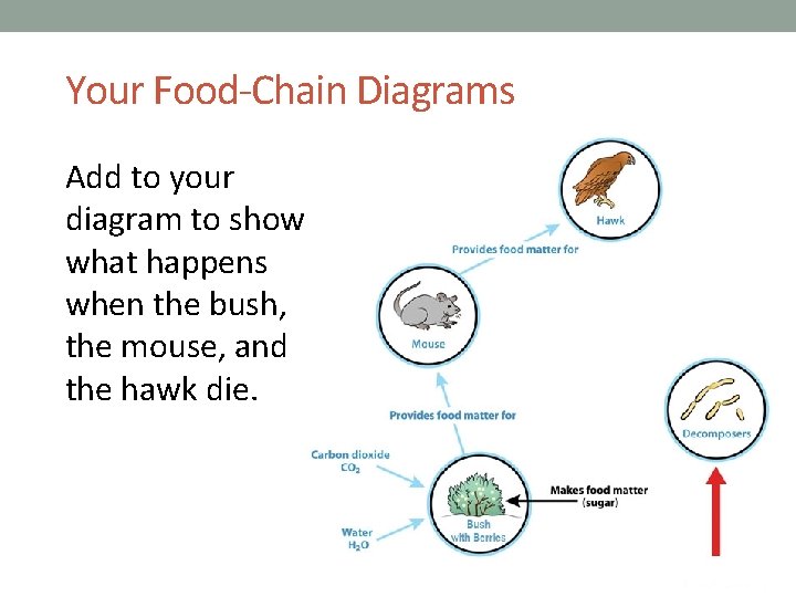 FOOD WEBS LESSON 5 B What Happens to