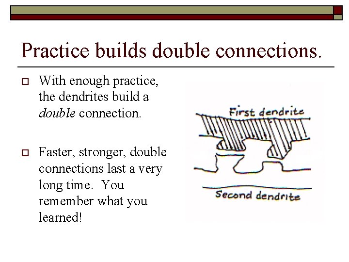 How Your Brain Learns and Remembers 2007 Diana
