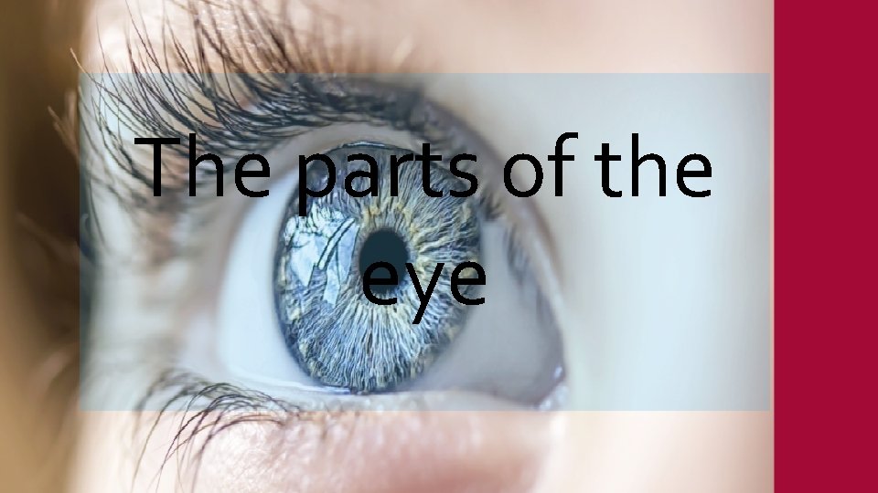 The parts of the eye Notes are on