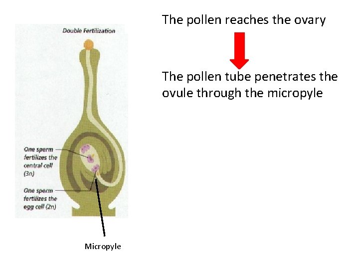 Sexual Reproduction in Flowering Plants What are flowering