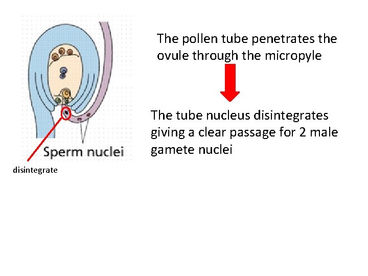Sexual Reproduction in Flowering Plants What are flowering