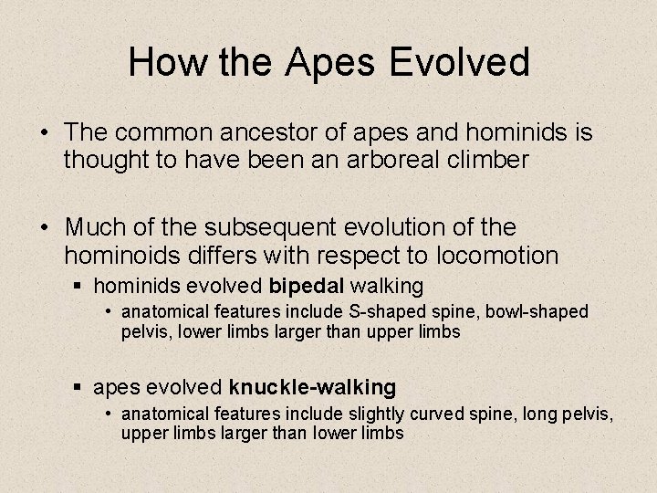 Human Evolution The Evolutionary Path to Humans Begins