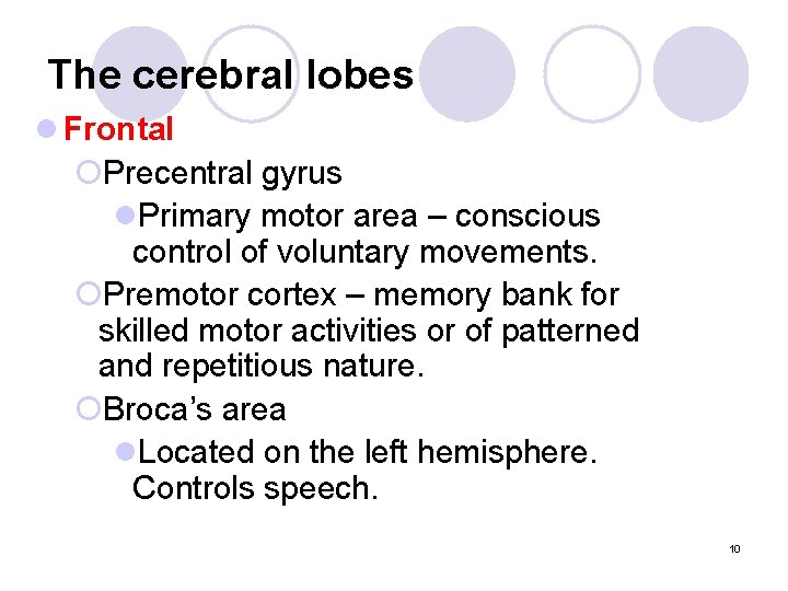 Anatomy of the Brain and Cranial Nerves 1