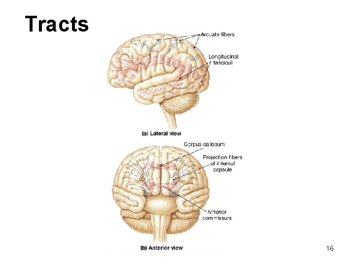 Anatomy of the Brain and Cranial Nerves 1
