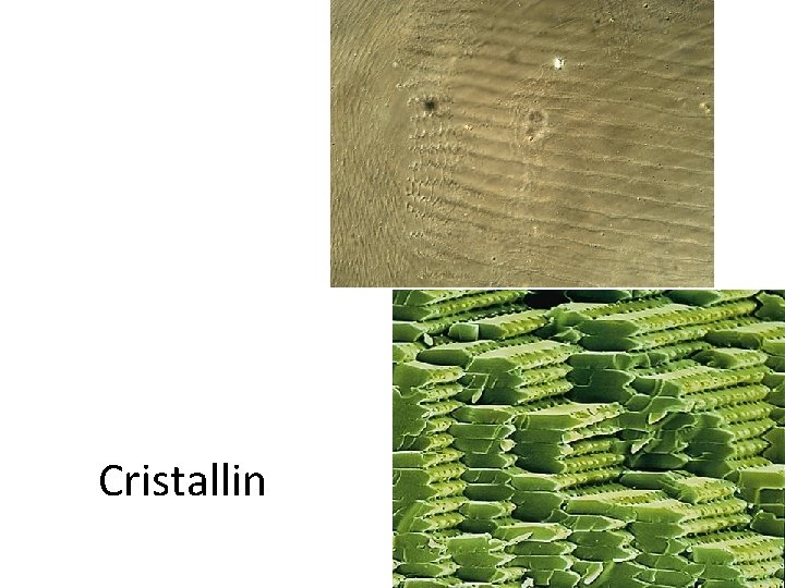TP Dissection il de vertbr Cristallin Des cellules