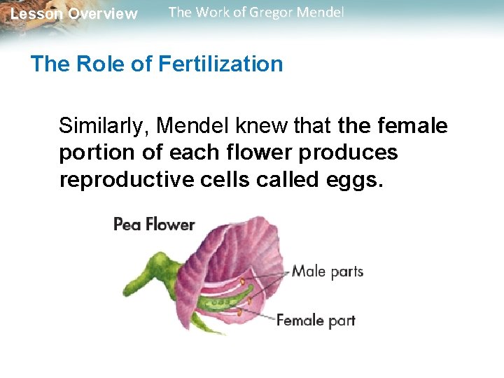Lesson Overview The Work of Gregor Mendel Lesson