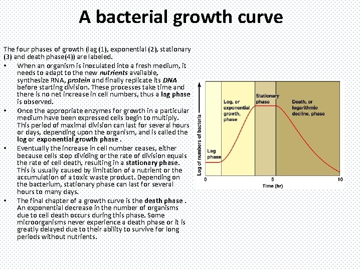 Growth of microbes in batch culture The Phases