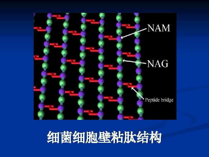 RESISTANCE PHARMACOKINETICS BACTERICIDE SIDE EFFECTS INFECTION IMMUNITY ...