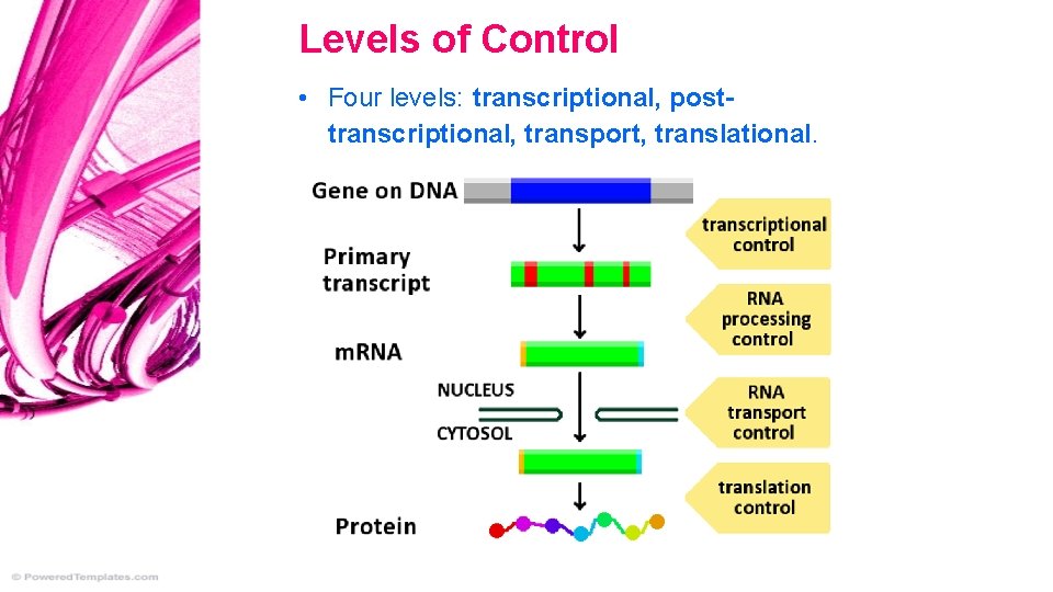 Controlling Gene Expression SBI 4 U Biology Gene