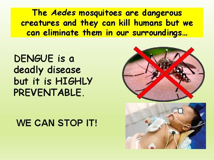 Aedes Mosquito AEDES MOSQUITO The Aedes mosquito is