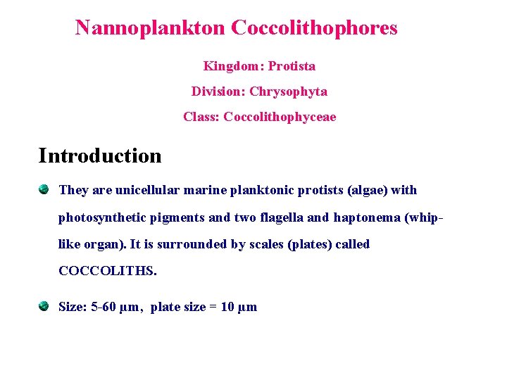 Nannoplankton Coccolithophores Kingdom Protista Division Chrysophyta ...