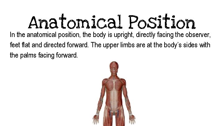 Anatomy Physiology EQ What are the different directional